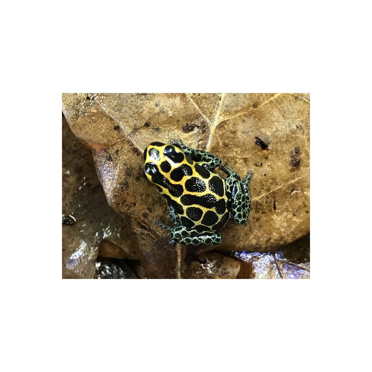 Ranitomeya imitator tarapoto, 95,00