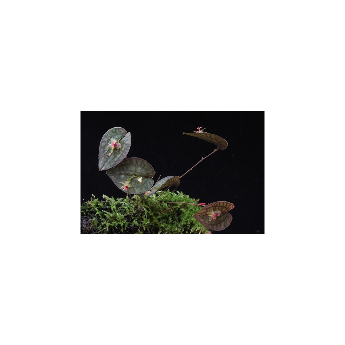 Lepanthes saltatrix kaufen, 29,90