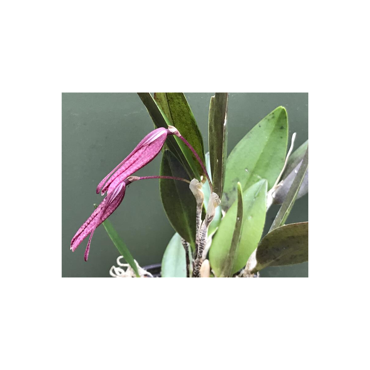 Restrepia contorta, 20,41