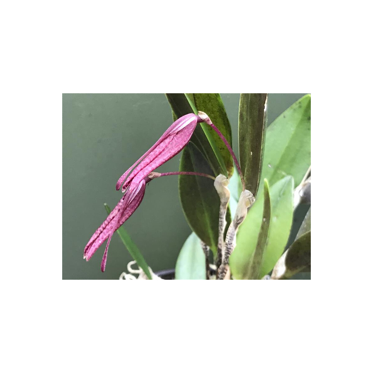 Restrepia contorta, 20,41