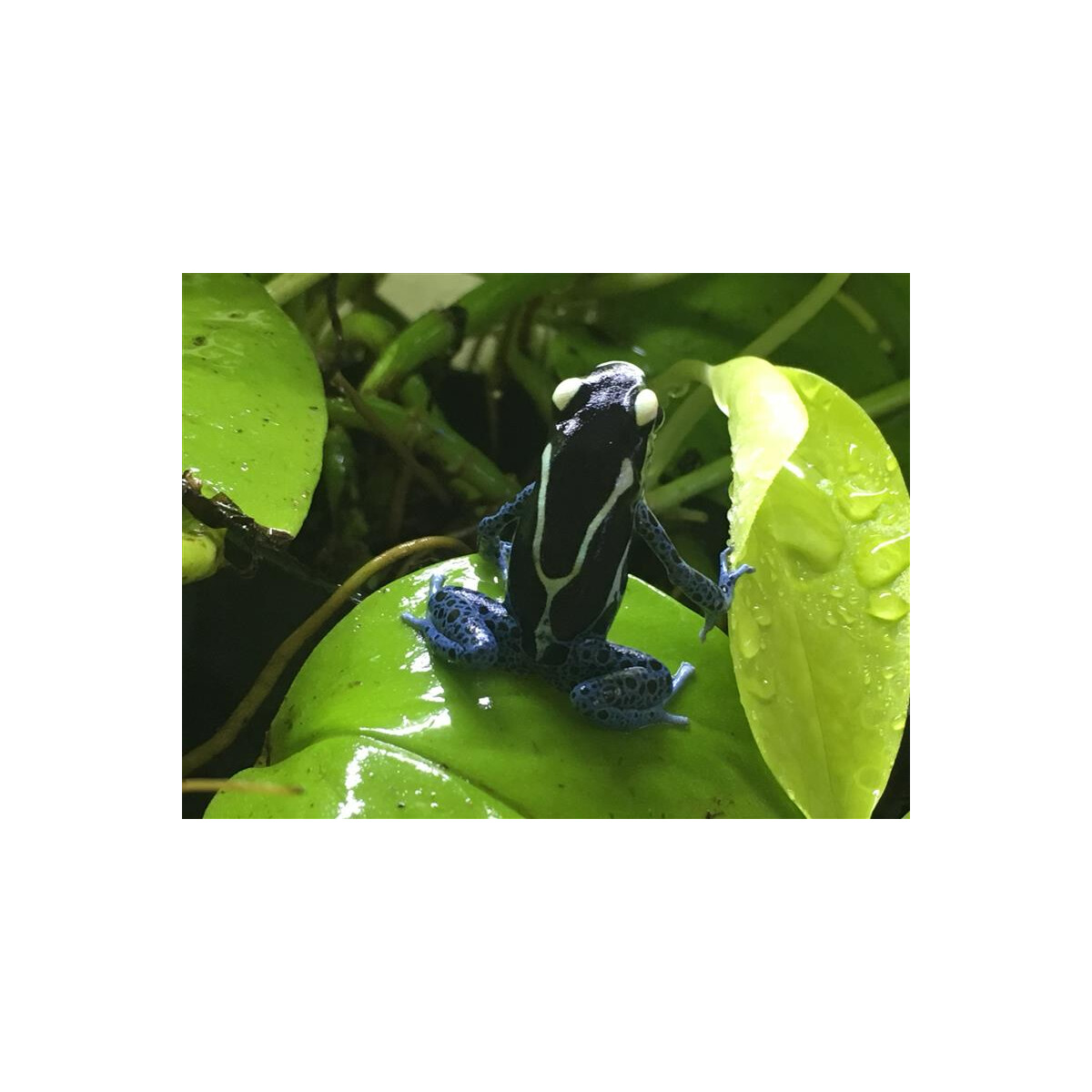 Dendrobates tinctorius Graubeiner (Powder Blue), 50,00