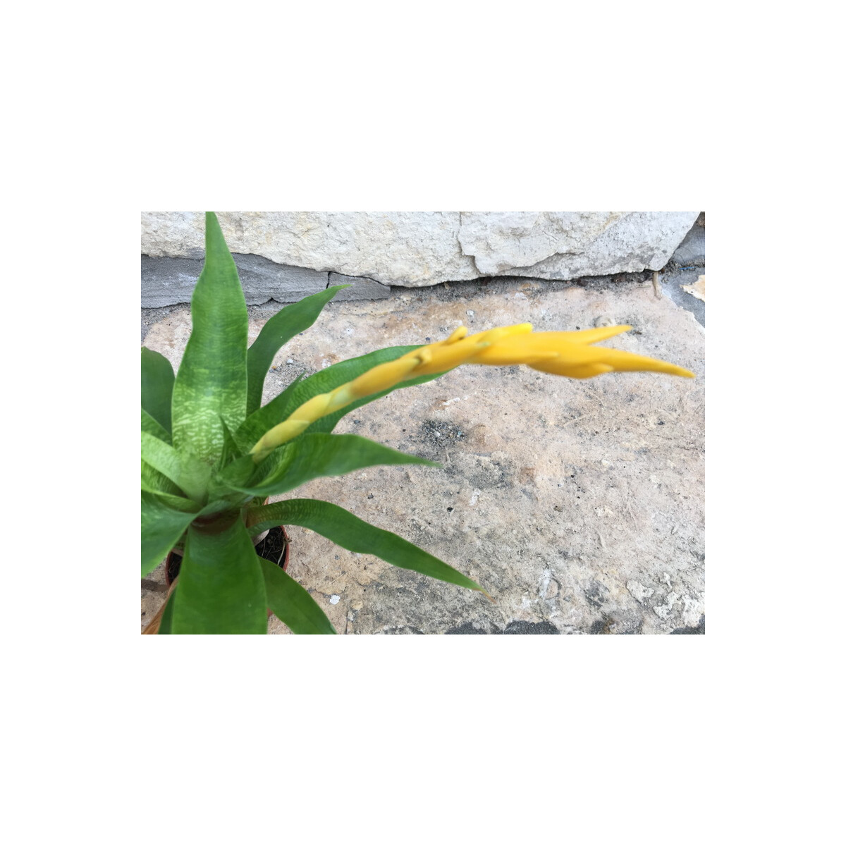 Vriesea yellow Bromelien günstig kaufen, 5,90