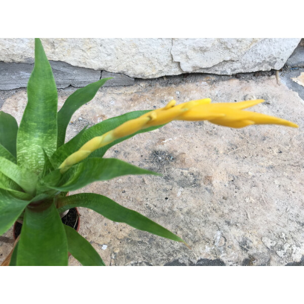 Vriesea yellow Bromelien günstig kaufen, 5,90