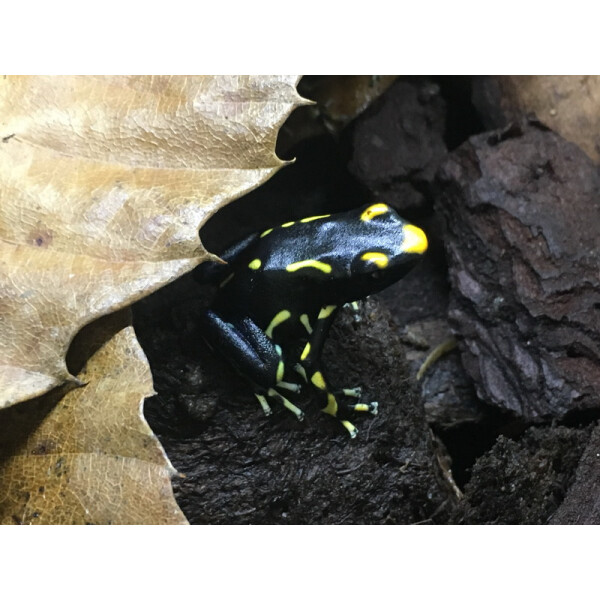 Dendrobates