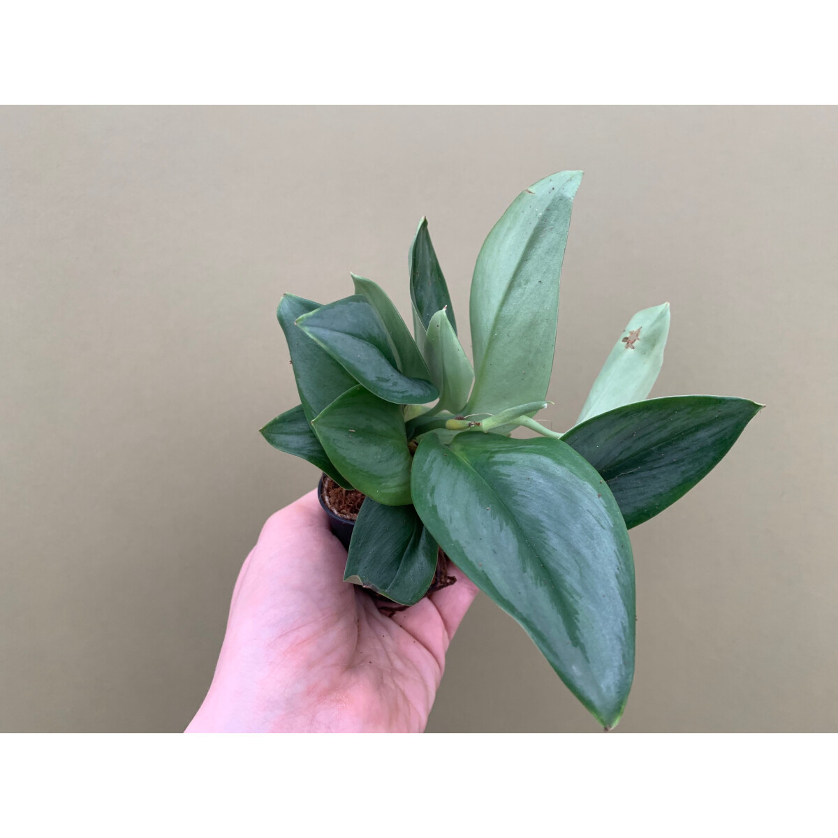 Scindapsus Treubii Moonlight, 14,90