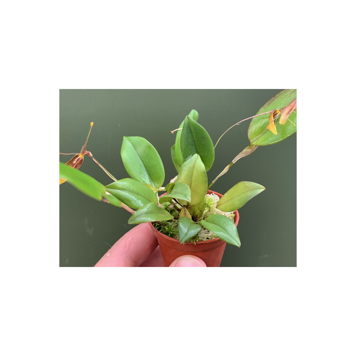 Restrepia mohrii, Orchidee aus Peru und Ecuador, 17,22