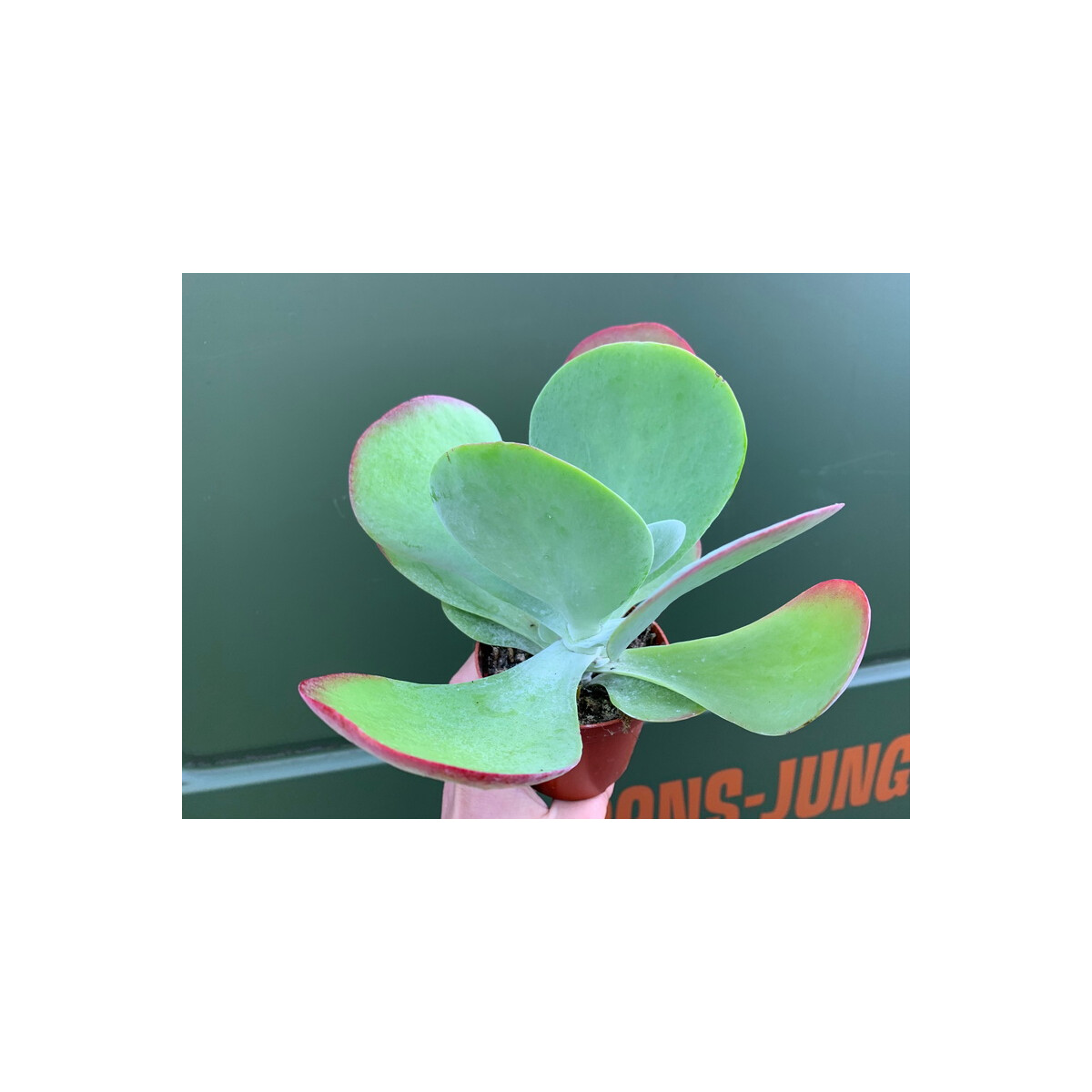 Kalanchoe thyrsiflora, 5,90