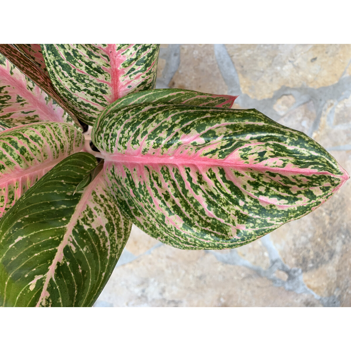 Aglaonema Fancy Pink, 19,90