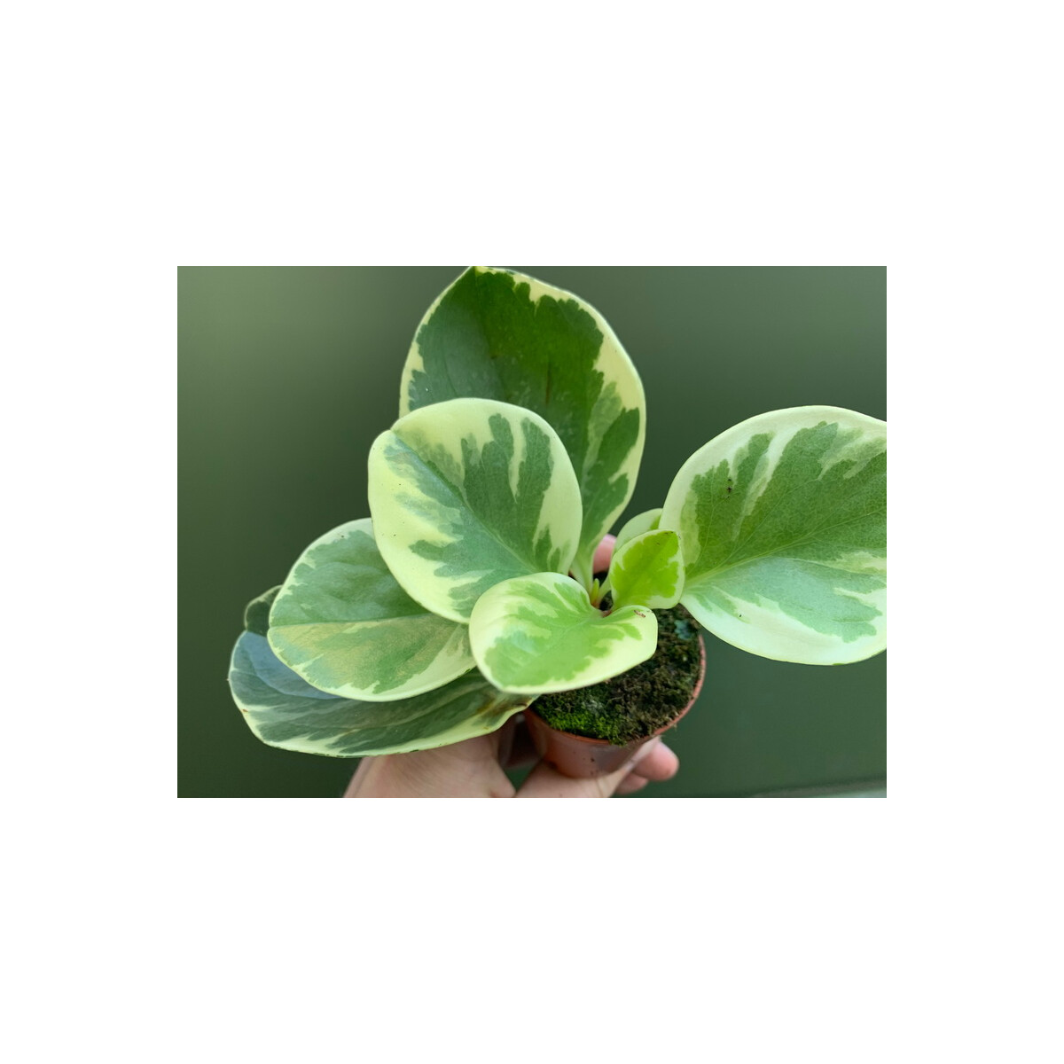 Peperomia spec. variegata, 5,90
