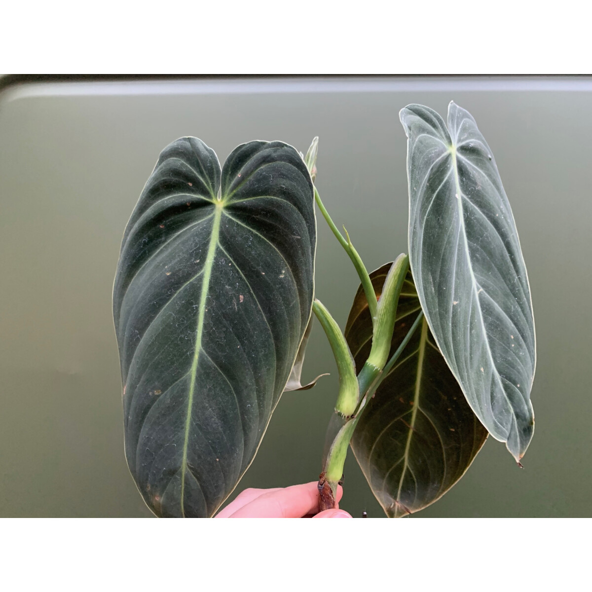 Philodendron melanochrysum riesen Ableger, 24,90