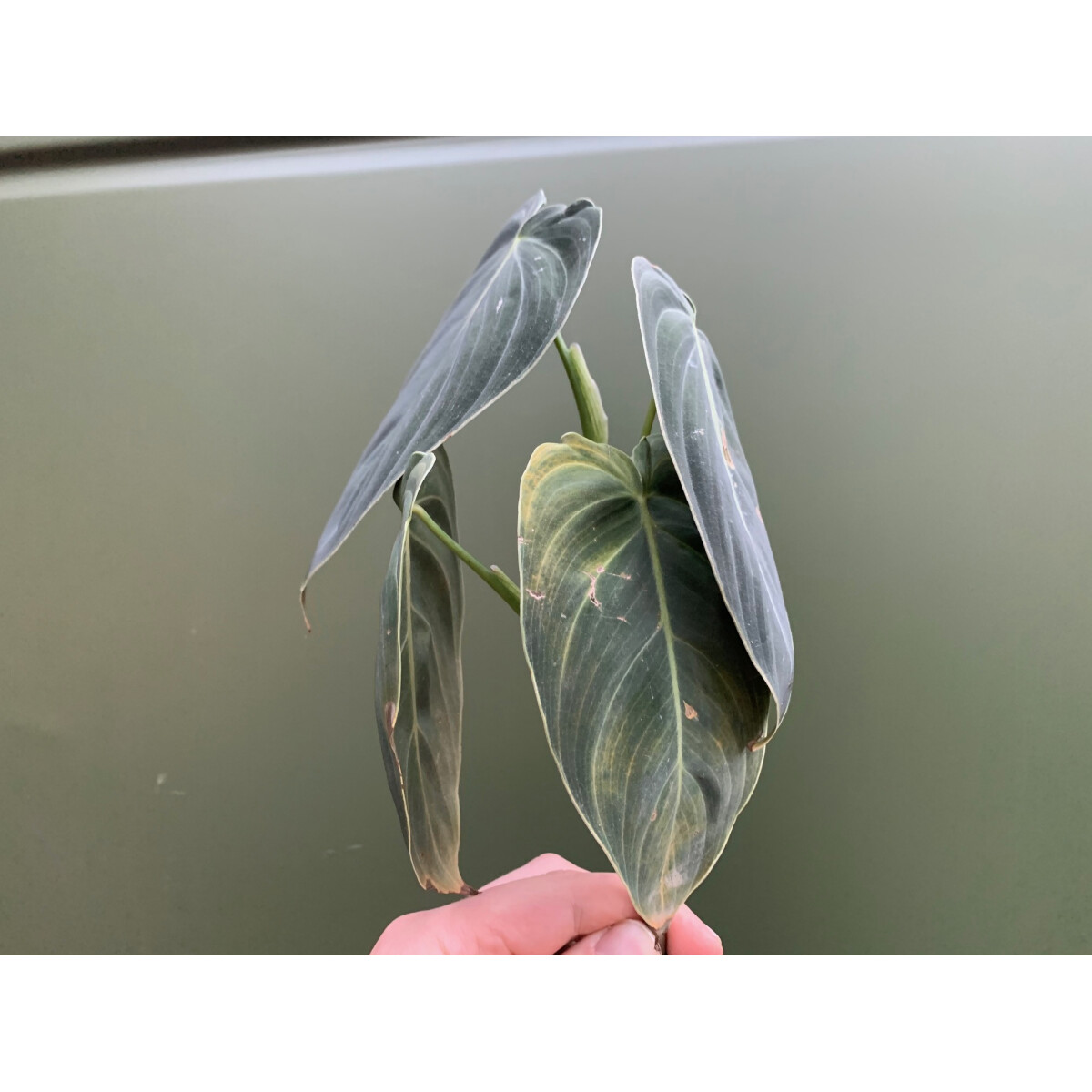 Philodendron melanochrysum riesen Ableger, 24,90