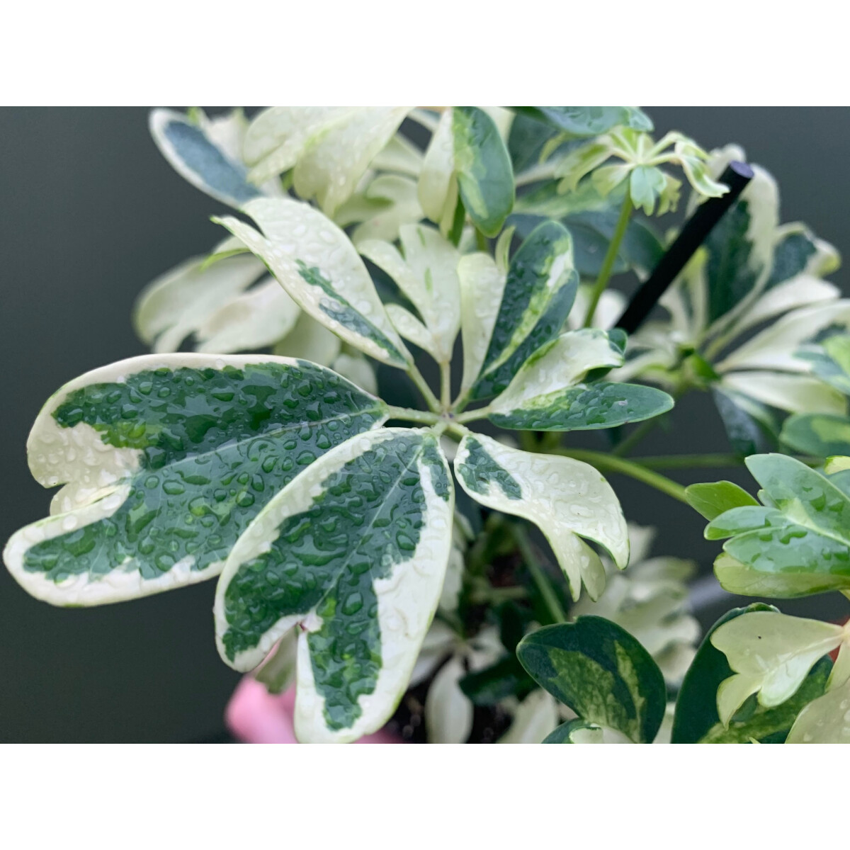 Schefflera variegata, 9,90