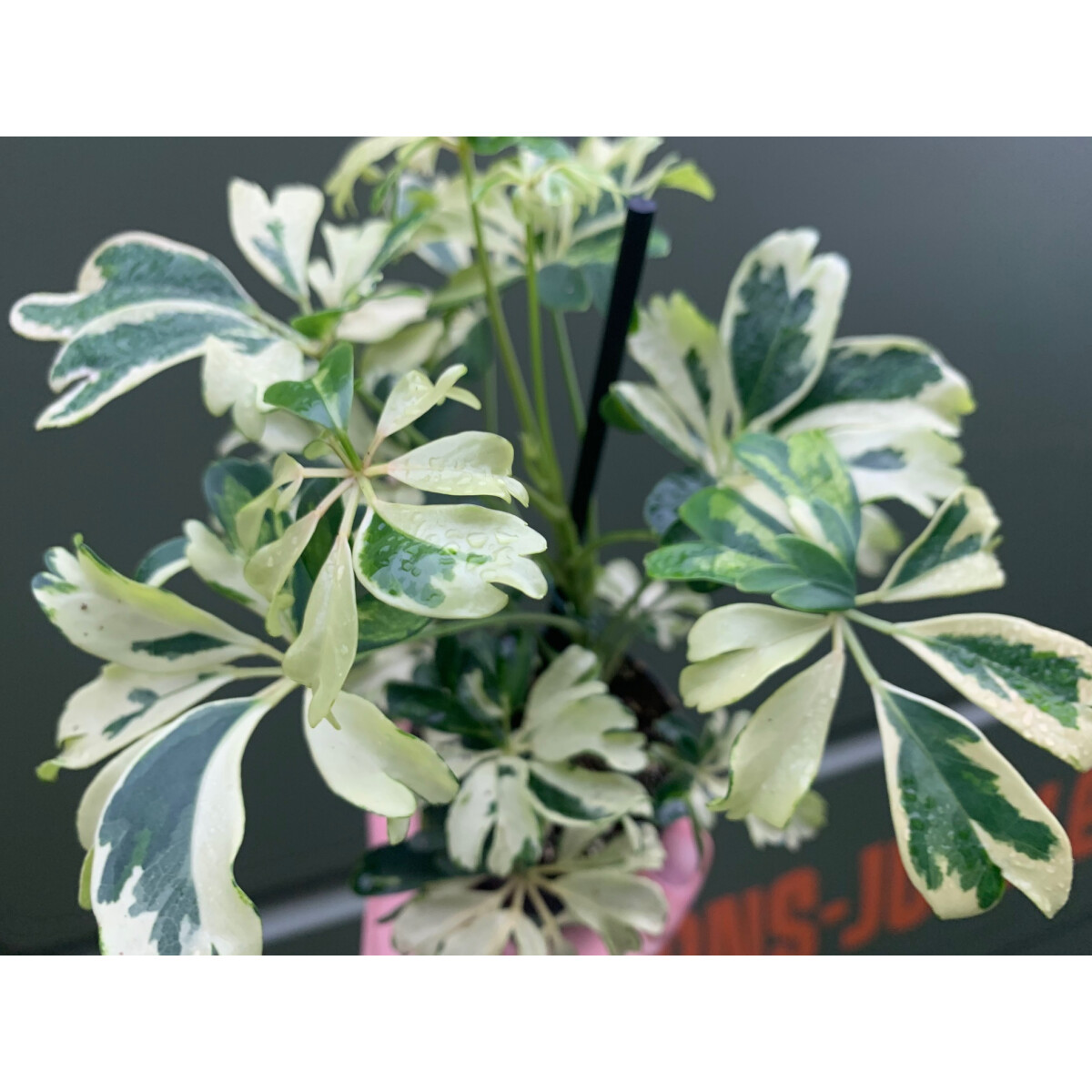 Schefflera variegata, 9,90