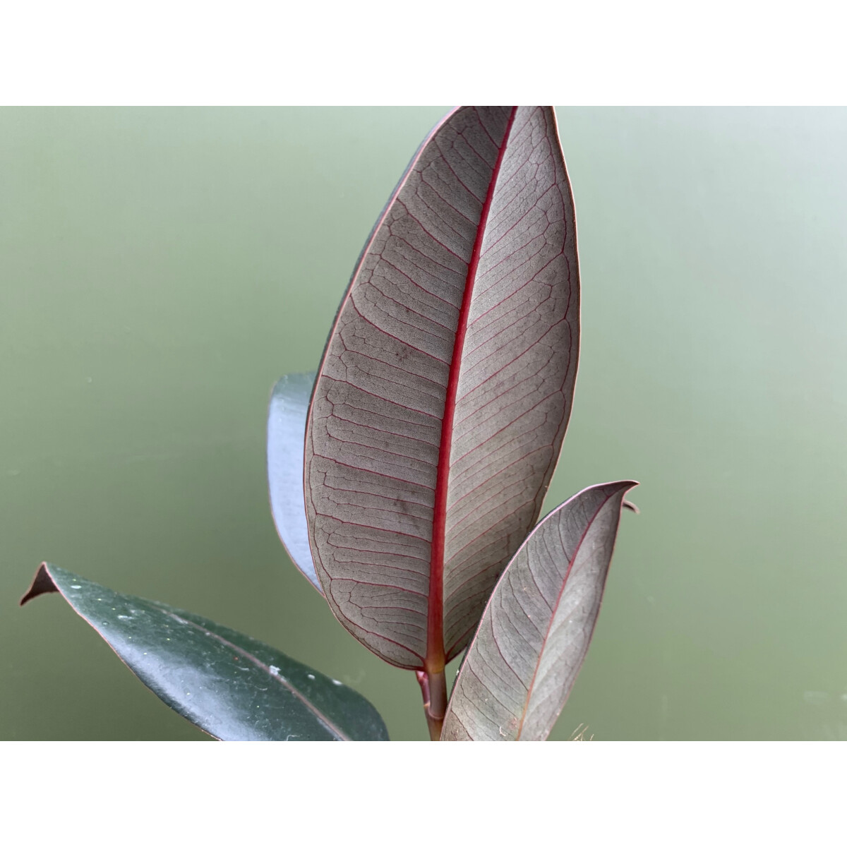 Ficus robusta kaufen, 5,50
