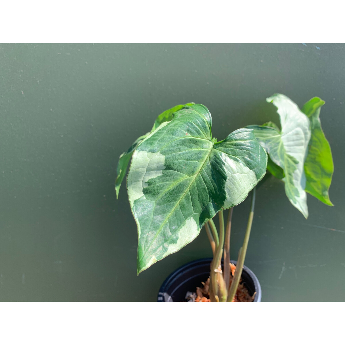 Syngonium Magic Marble, 19,90