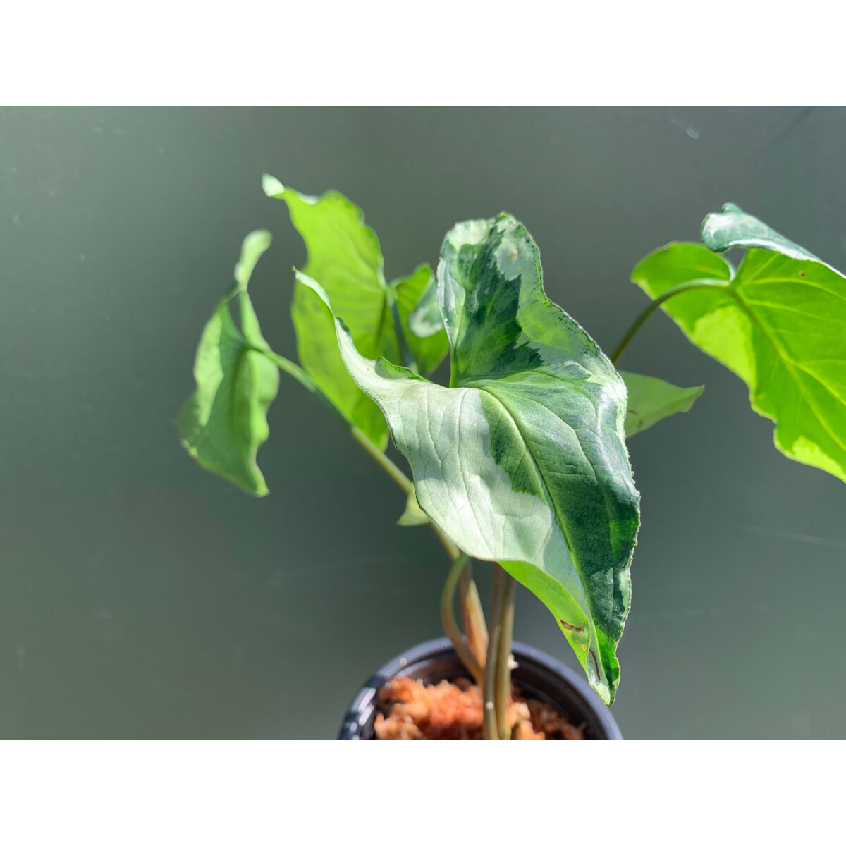 Syngonium Magic Marble, 19,90