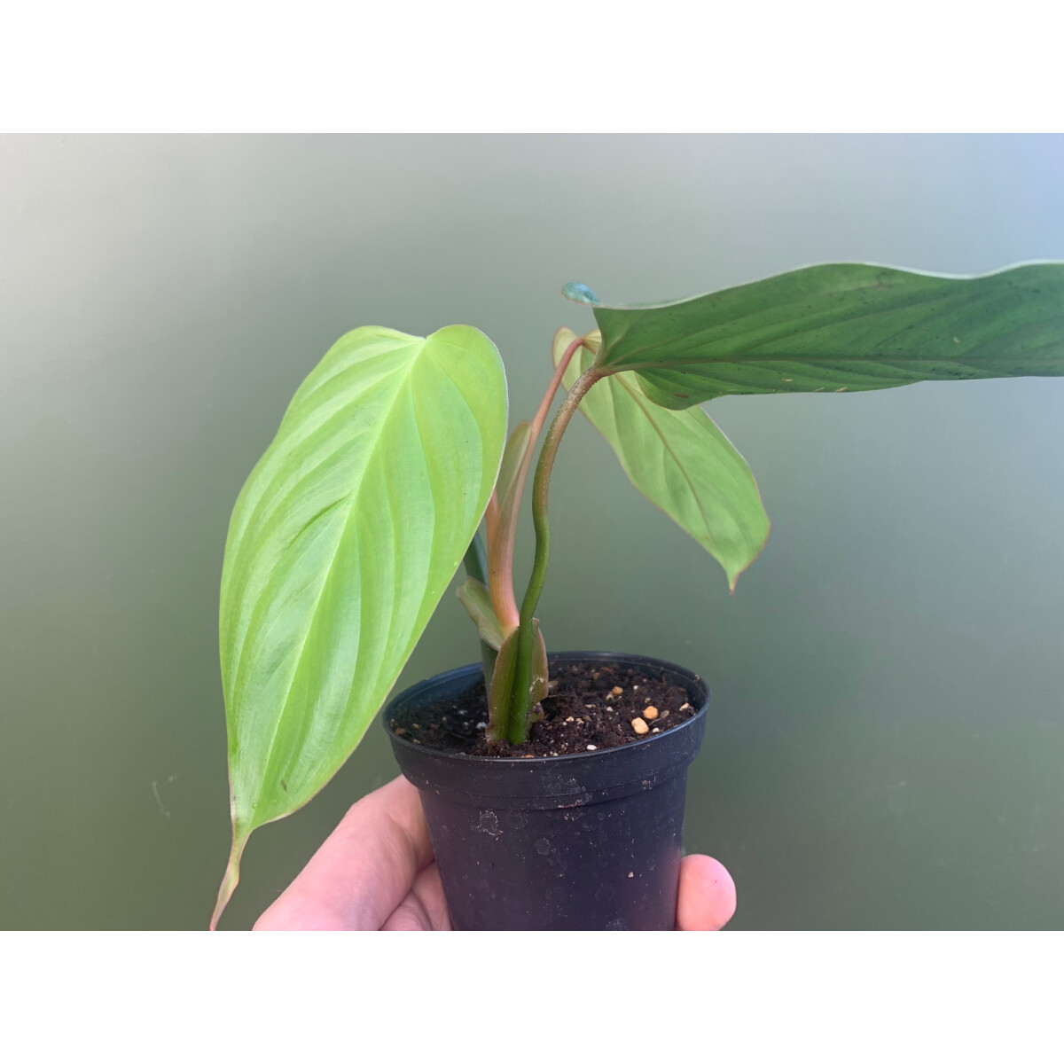 Philodendron ornatum kaufen, 59,90