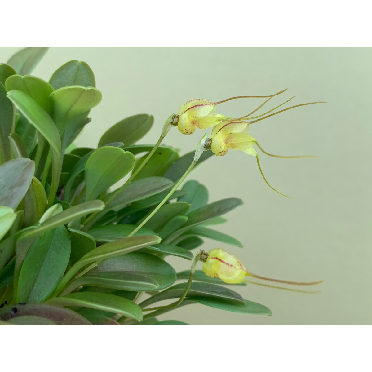 Masdevallia nidifica kleinbleibende Orchideen kaufen, 11,90