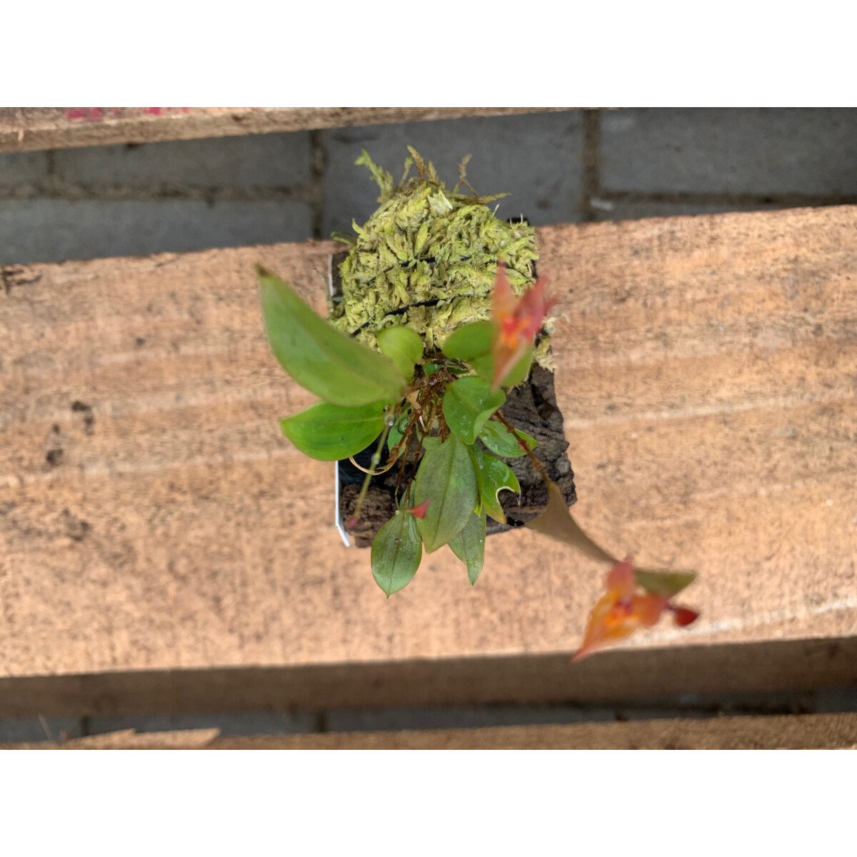 Lepanthes orchidee zum bepflanzen der Terra Base oder dem Biorb Air, 29 ...