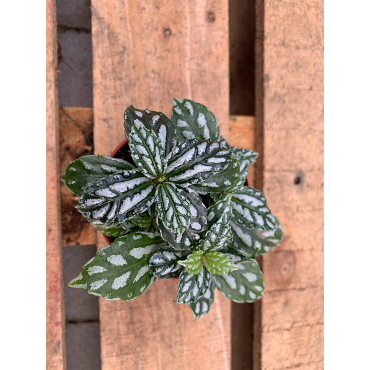 Pilea cadierei ein idealer Bodendecker im Terrarium, 6,90