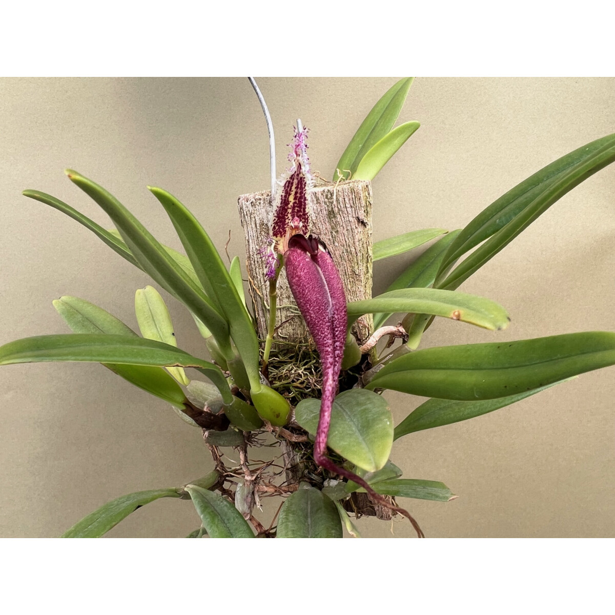 Bulbophyllum fascinator, 14,90