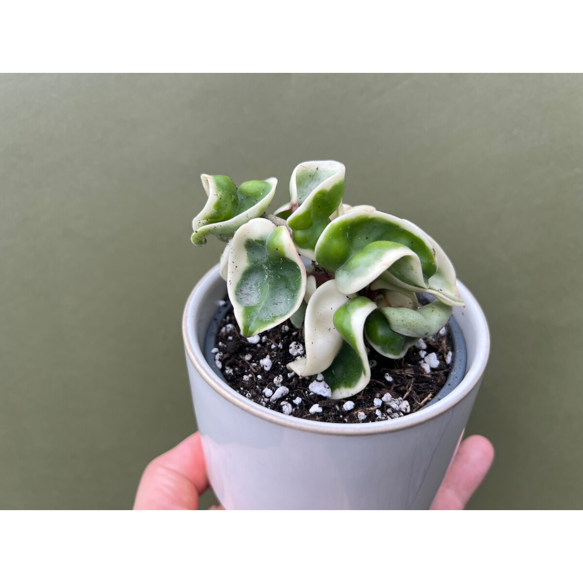 Hoya compacta variegata seltene Hoyaart, 24,90