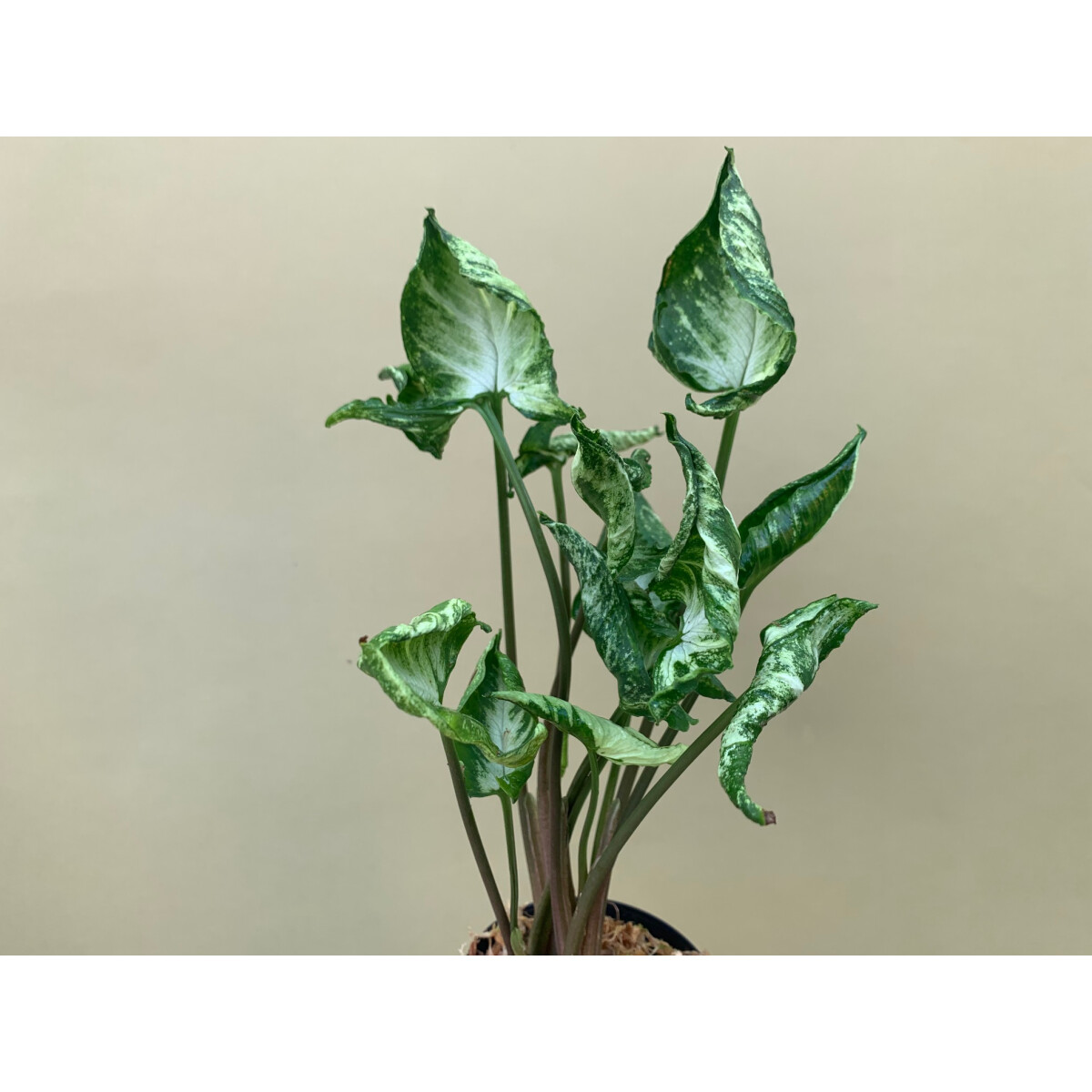 Syngonium godzilla, 34,90