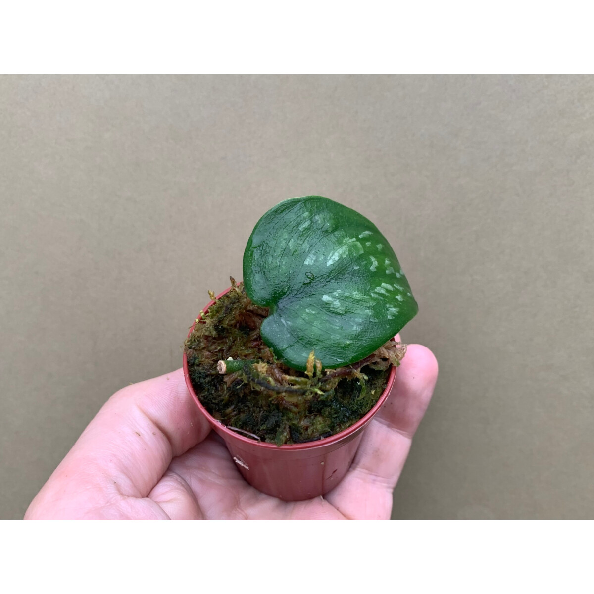 Scindapsus pictus silver splash kaufen, 19,90