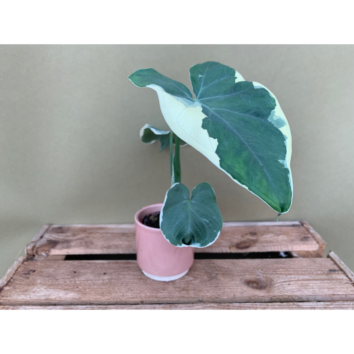 Xanthosoma variegata Mickey Mouse - selten, 34,90