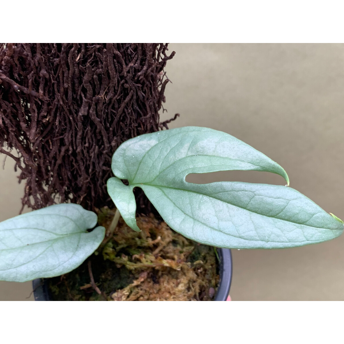 Amydrium Medium Silver S kaufen, 29,90