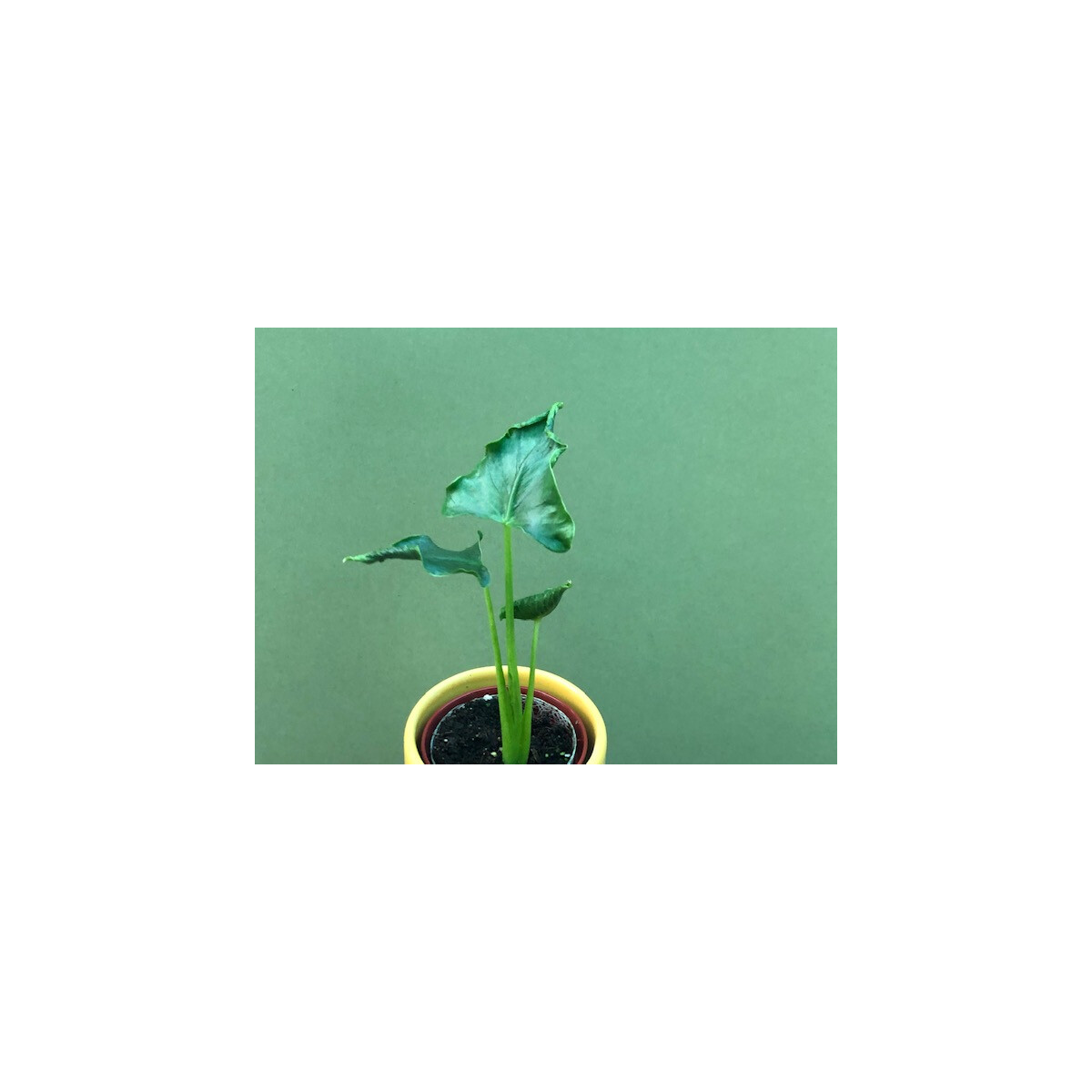 Alocasia triangularis Rare, 19,90