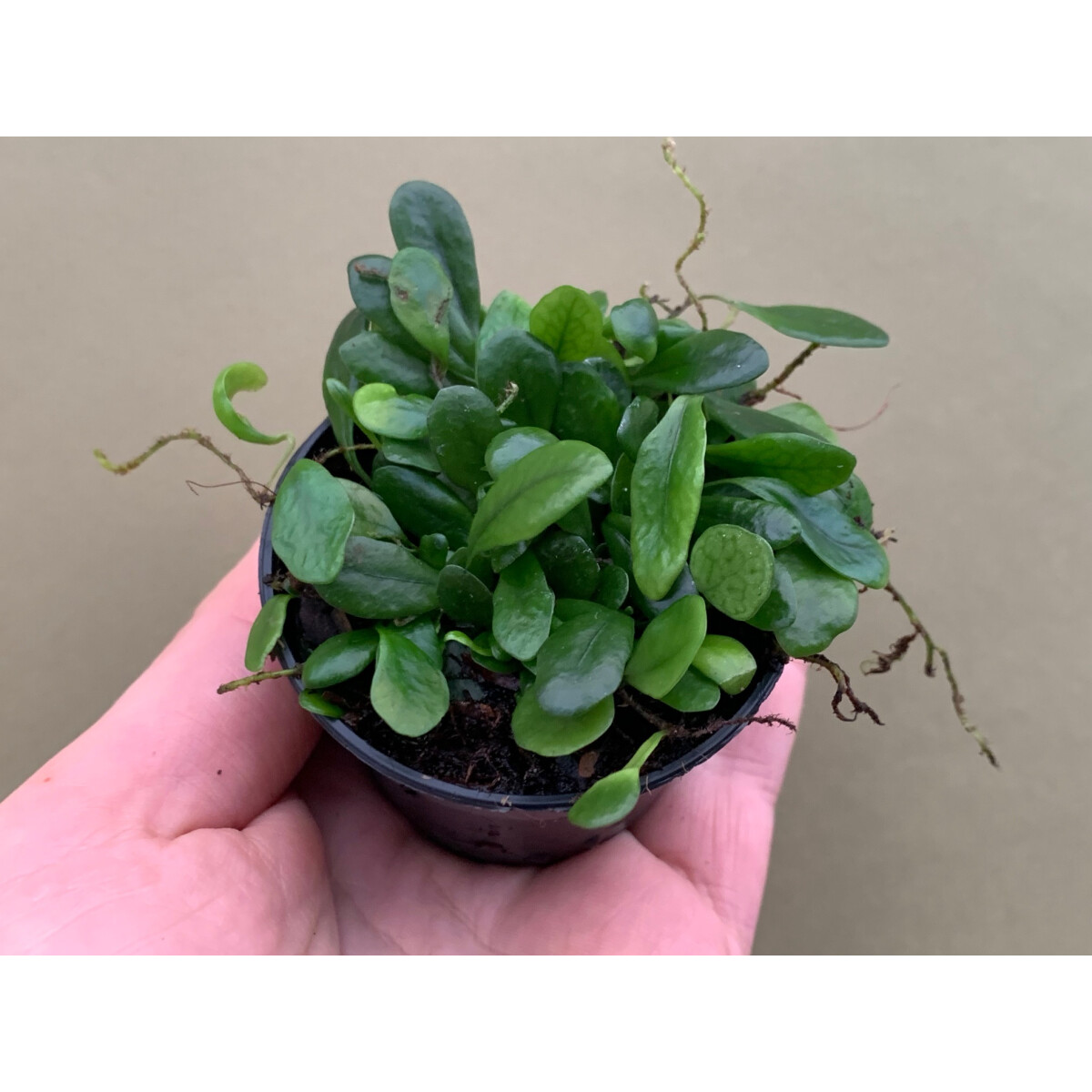 Lemmaphyllum microphyllum, 10,90