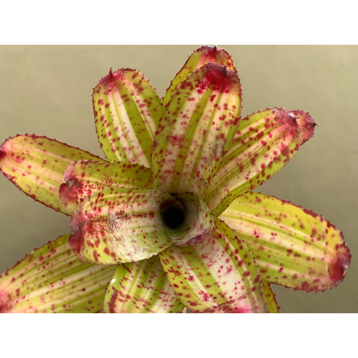 Neoregelia Pinky Green, 13,90