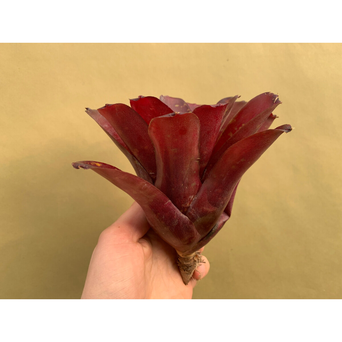 Neoregelia Fireball Hybrid, 16,50
