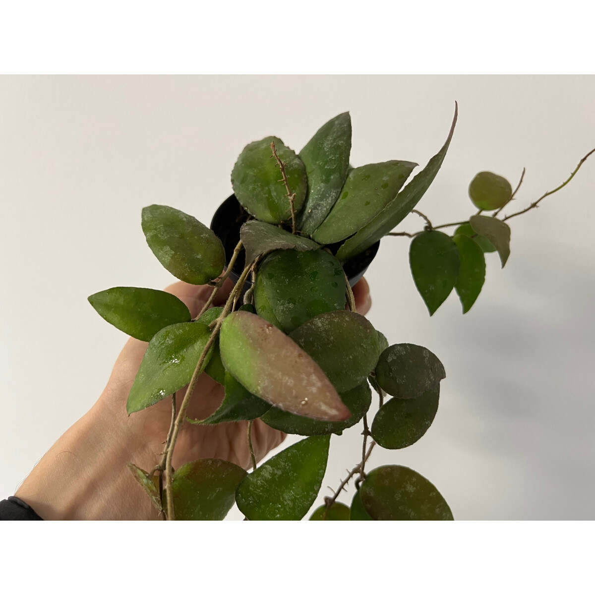 Hoya caudata Sumatra, 9,90