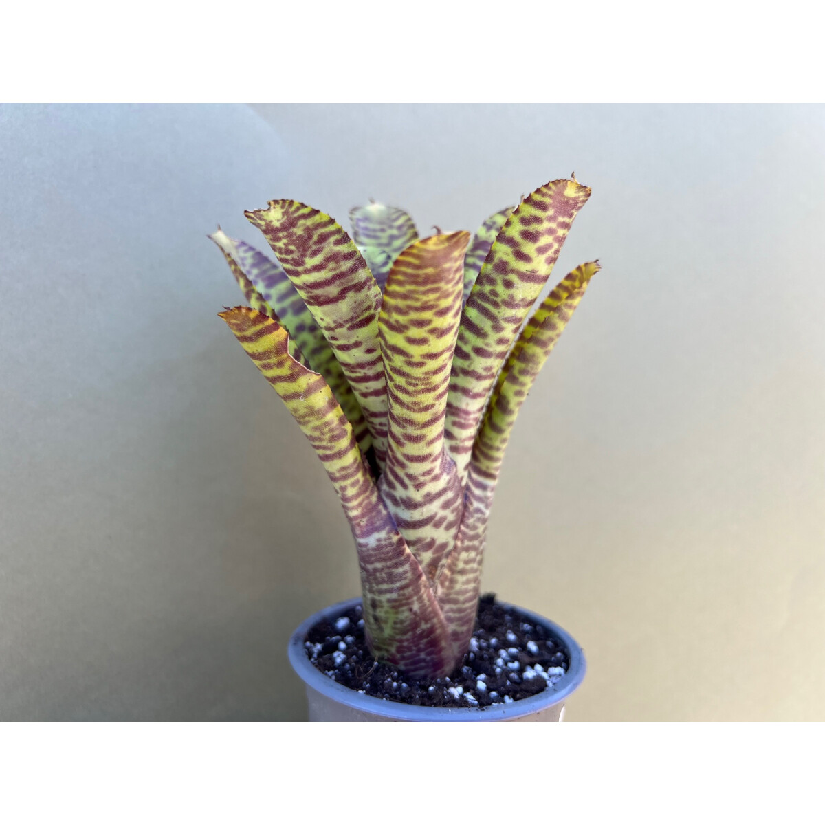 Neoregelia green Tiger, 11,90