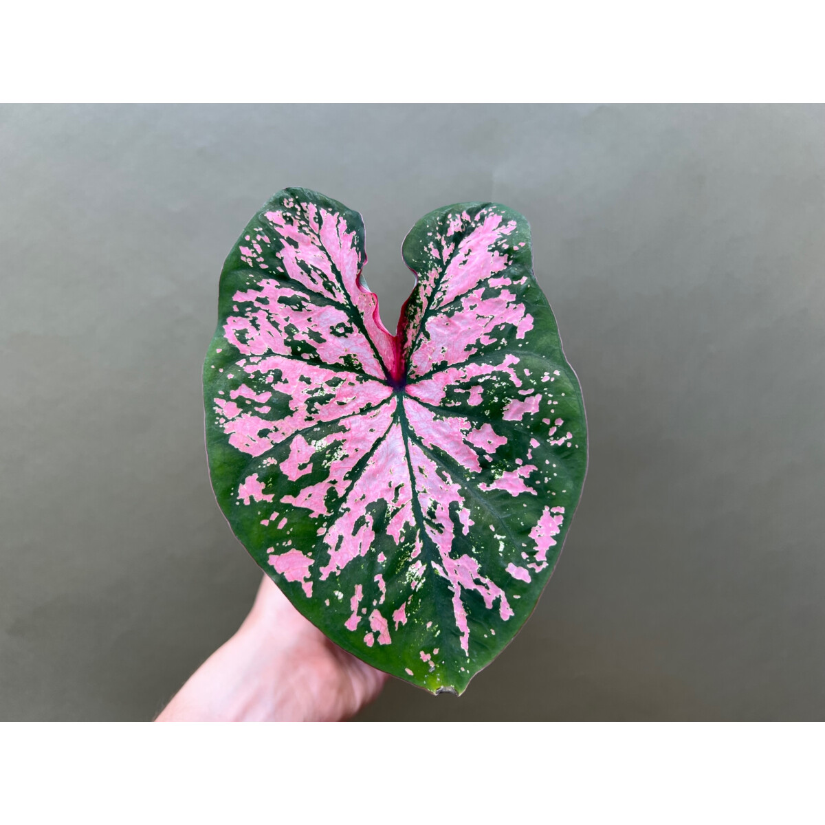 Caladium Florida Elise Bulb, 7,50