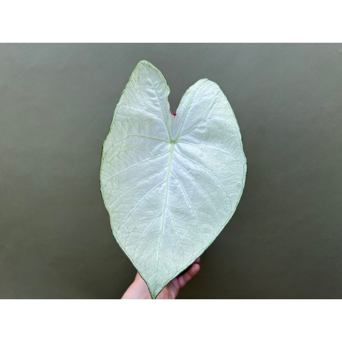 Caladium Florida Moonlight Bulb, 7,50