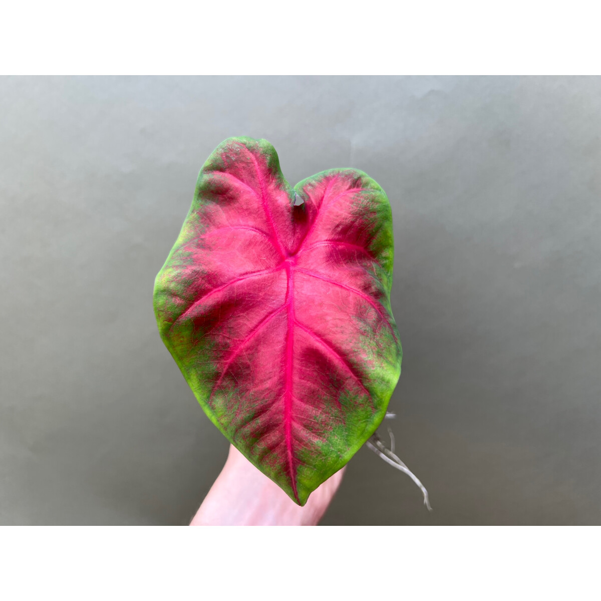 Caladium Freida Hemple Bulb, 7,50