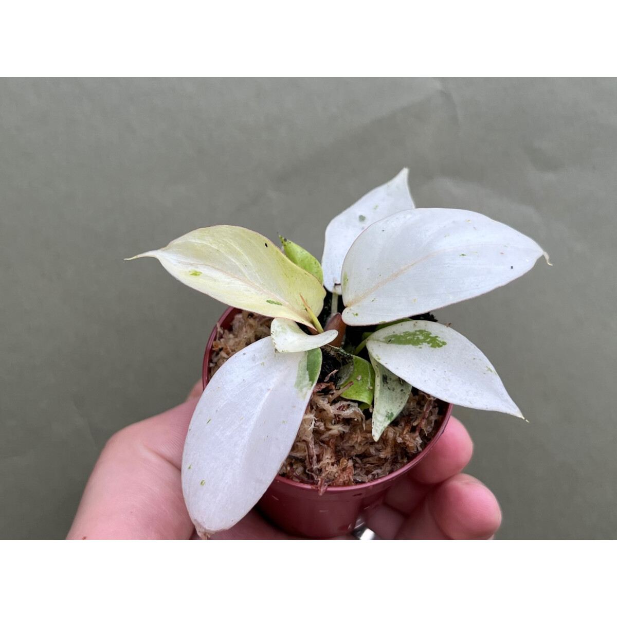 Philodendron Snowdrift, 8,90