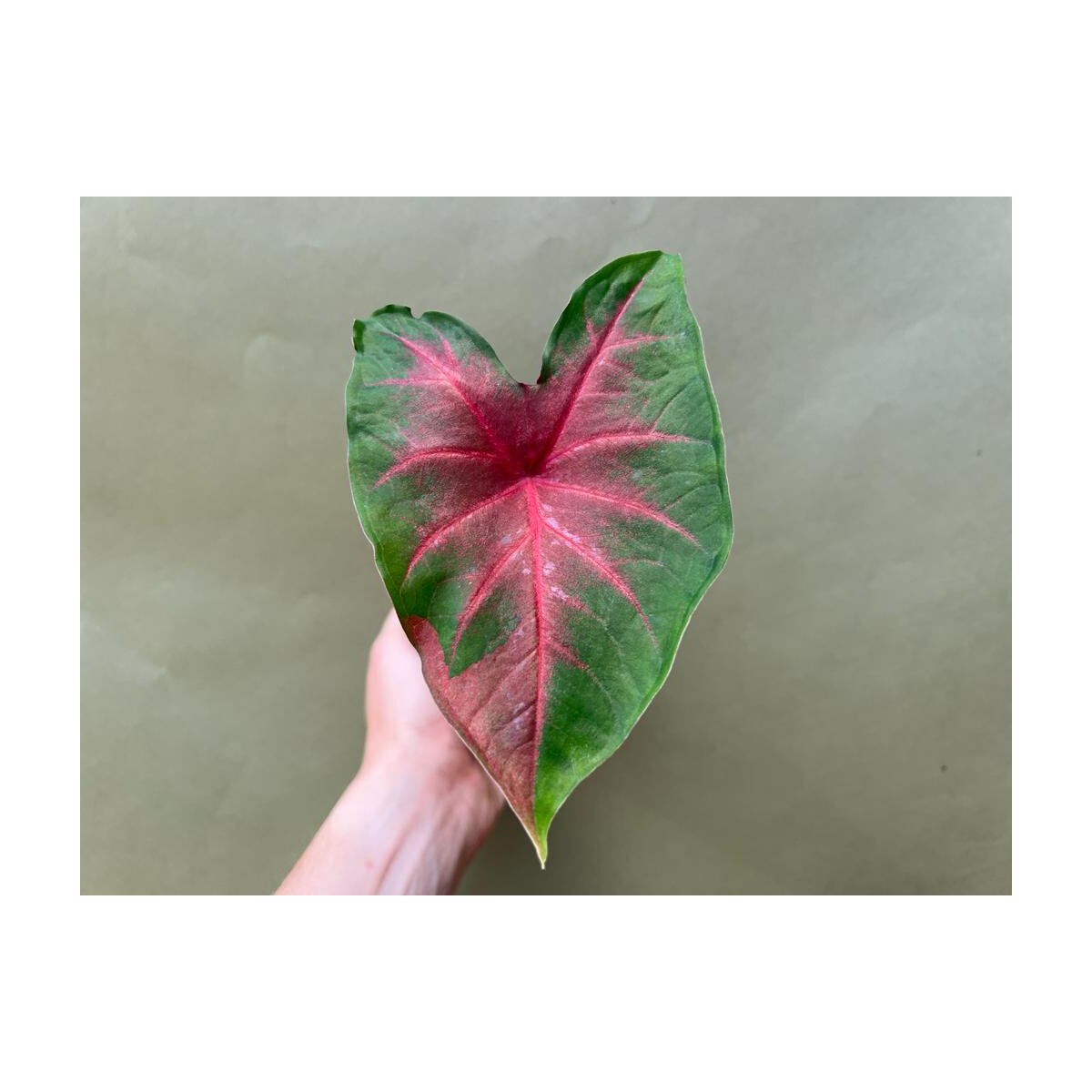Caladium Blaze, 11,90