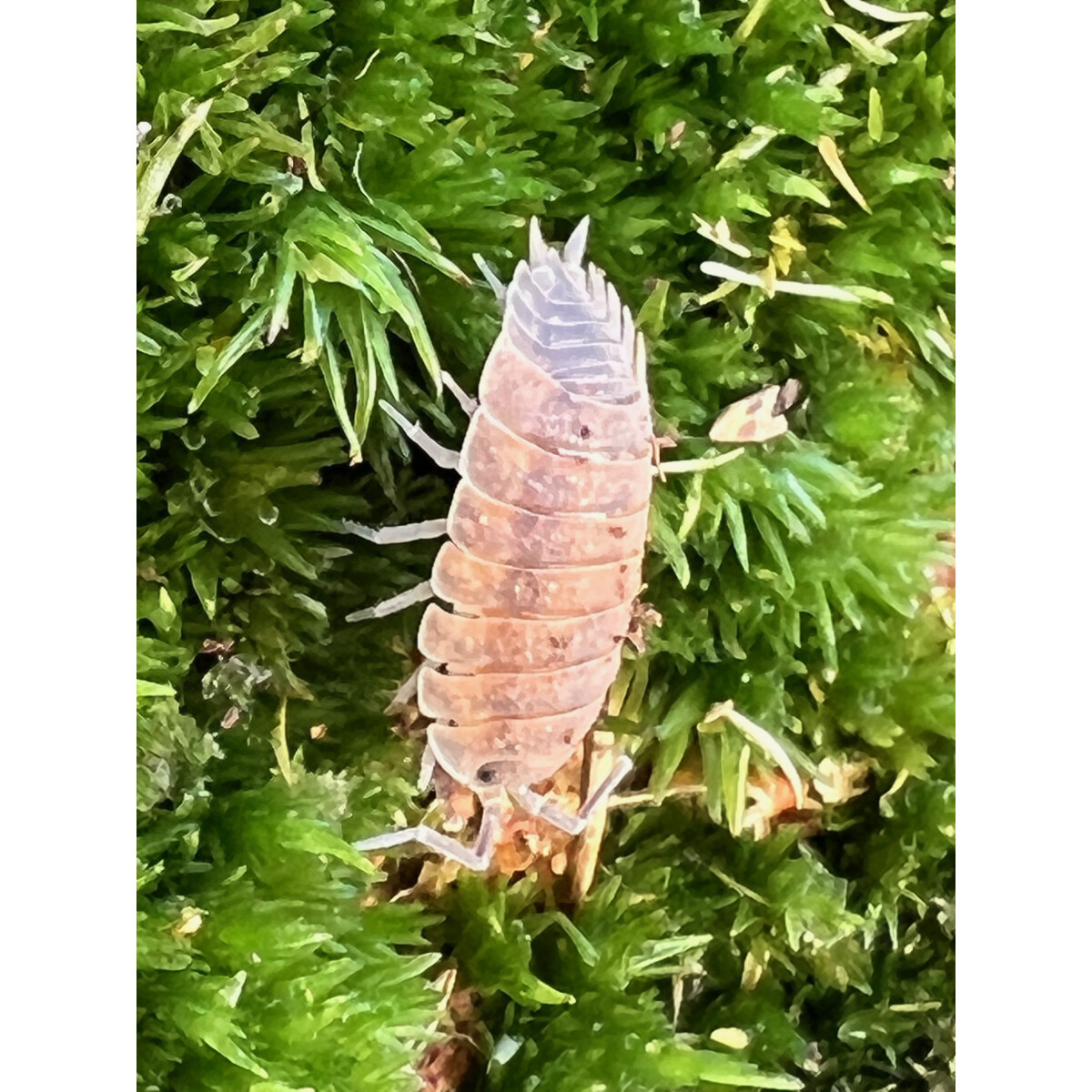 Porcellio scaber Lava, 12,50