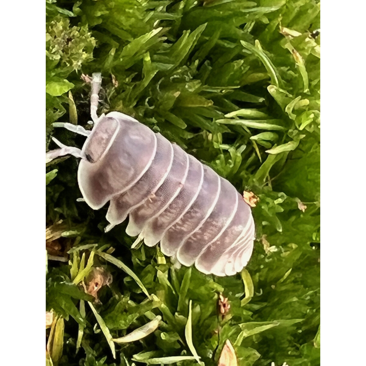 Cubaris sp. white side Thailand, 5,00