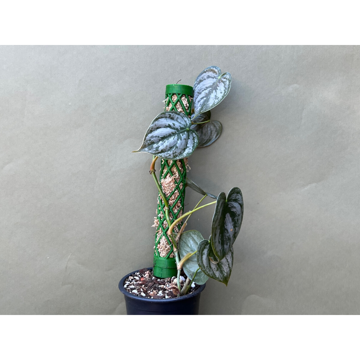 Moosstab Set 5/20cm Signalweiss für Monstera.Philodendron & Syngonium ...