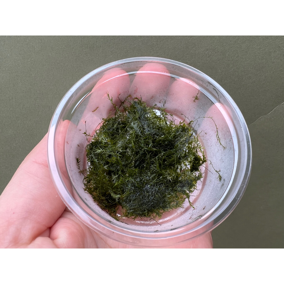 Fissidens fontanus Phoenix Moos, 6,90