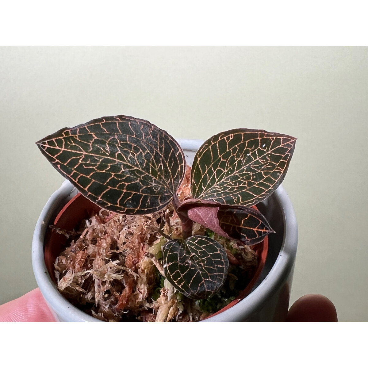 Anoectochilus roxburgii Hayata 'Hong Sia', 19,90