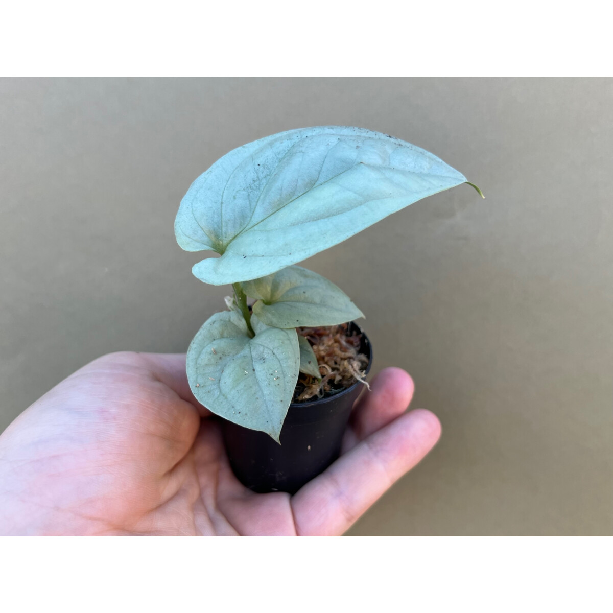 Amydrium Medium Silver Babyplant, 9,90