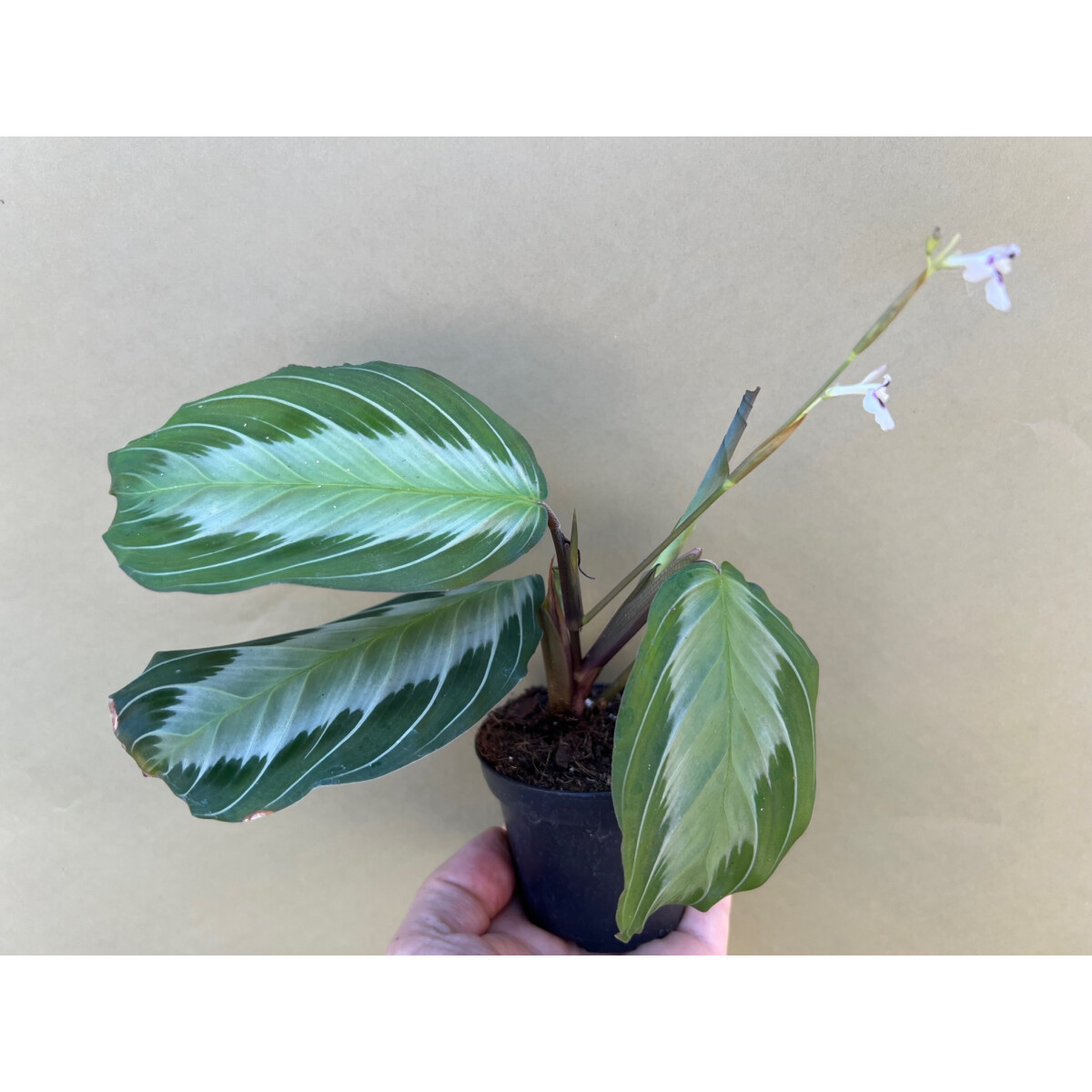 Maranta leuconeura Silver Band, 19,90