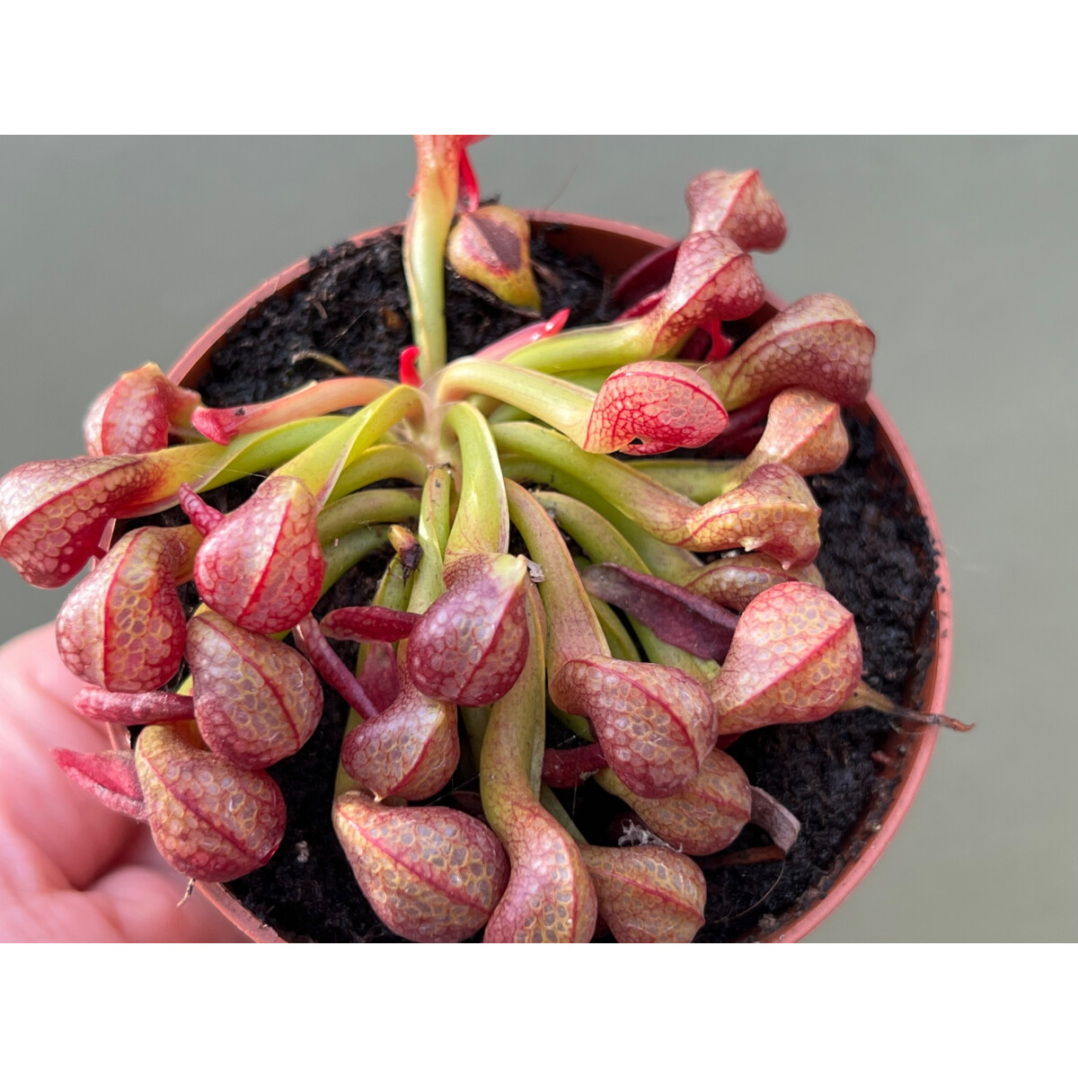 Darlingtonia californica, 11,90