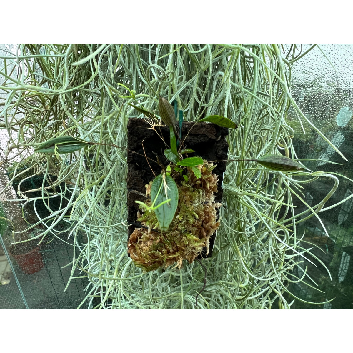 Lepanthes skeleton, 32,90